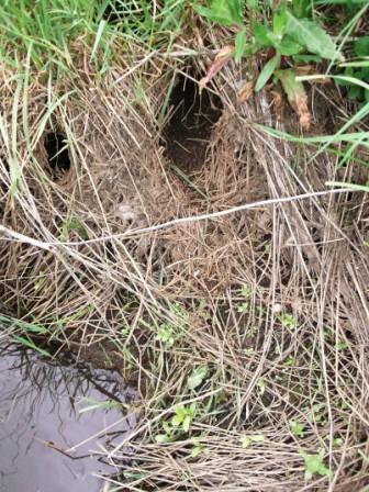 Water Vole (Arvicola amphibius) surveys in Derbyshire